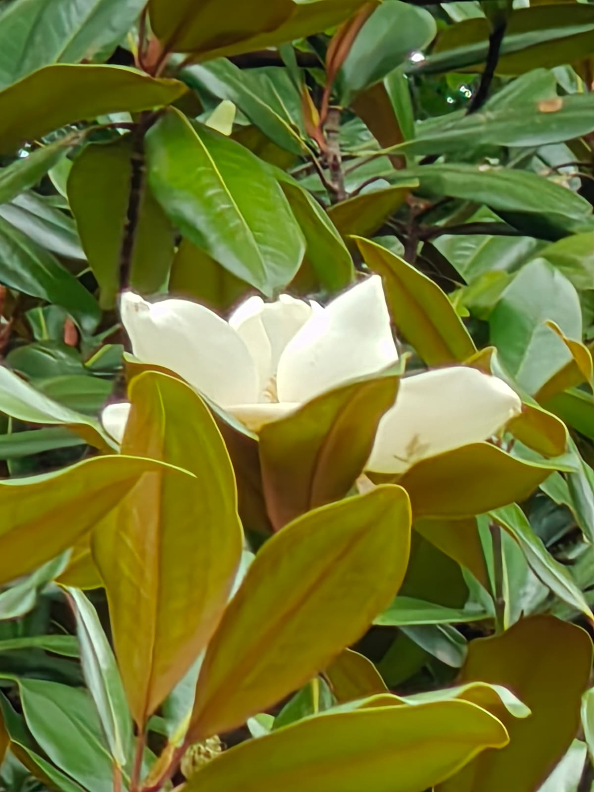 Magnificent Magnolia – In Bloom and Beyond – scribo ad LX