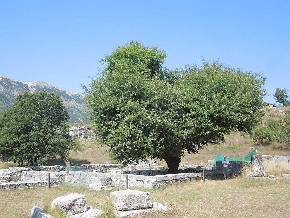 The Oak—A Tree of Time, Myth, and Memory – IV – scribo ad LX